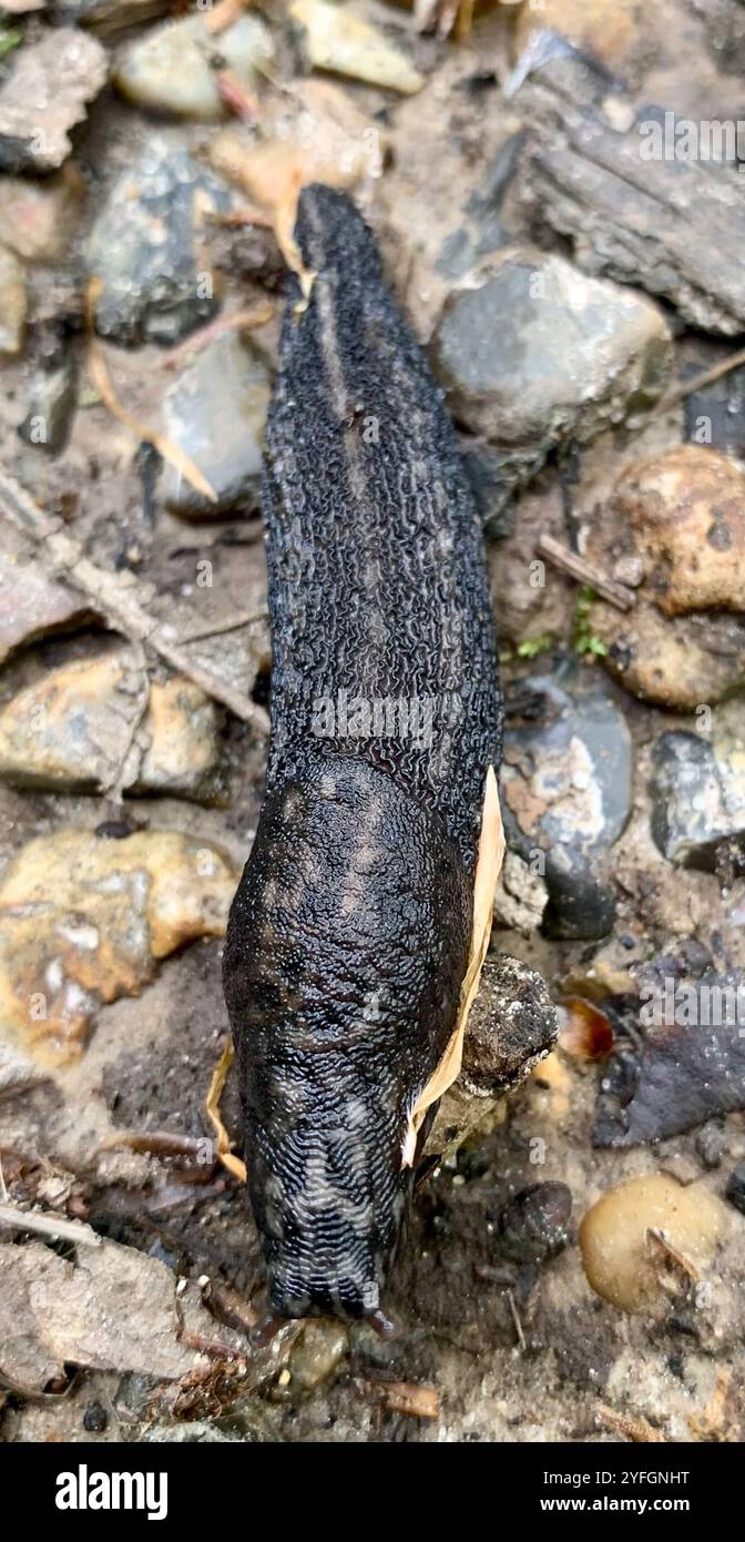 Leopard Slug (Limax maximus Stock Photo - Alamy