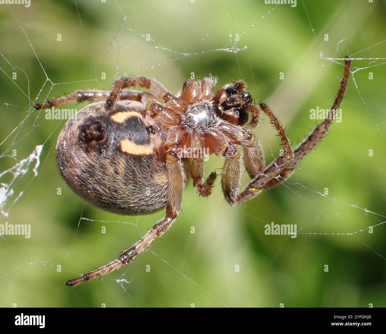 Furrow Spiders (Larinioides Stock Photo - Alamy