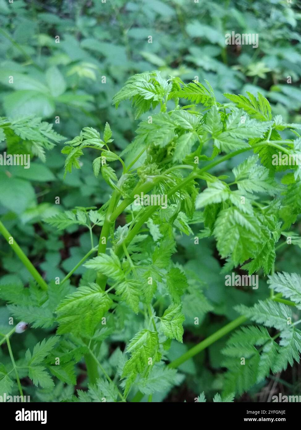 poison hemlock (Conium maculatum Stock Photo - Alamy