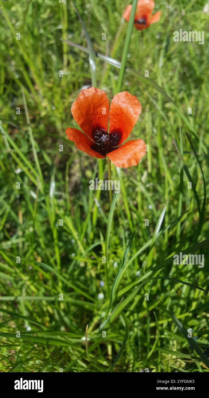 Prickly Poppy (Roemeria argemone Stock Photo - Alamy