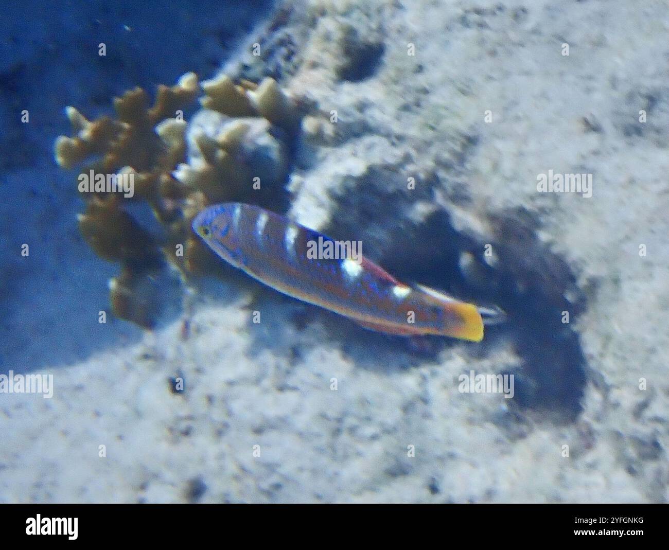 Halichoeres radiatus hi-res stock photography and images - Alamy