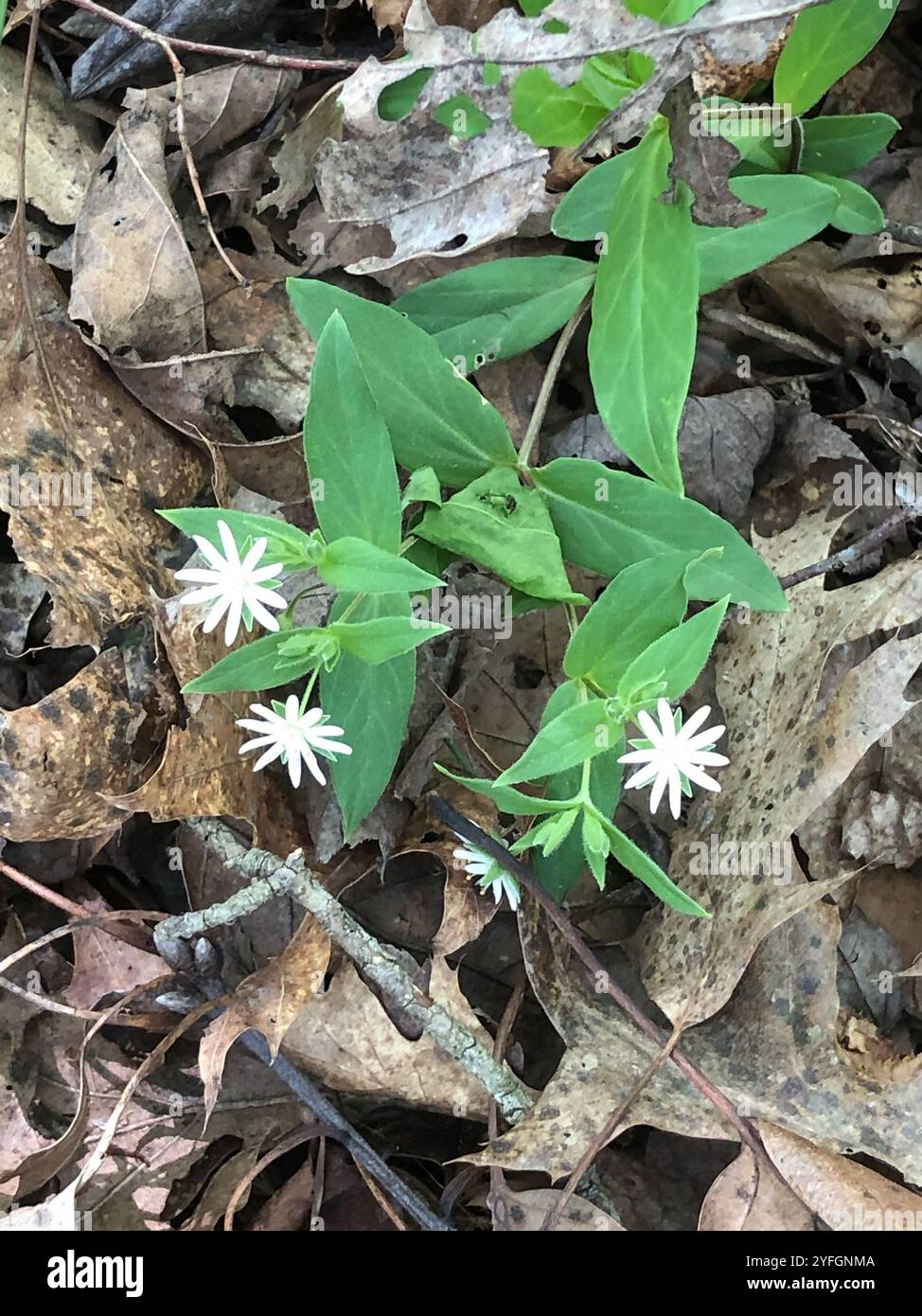 star chickweed (Stellaria pubera Stock Photo - Alamy