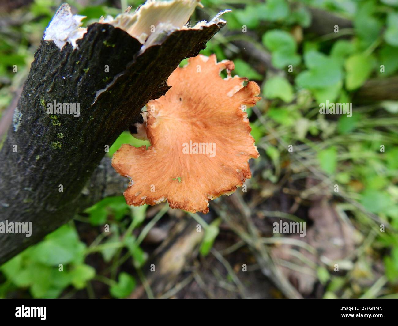 hexagonal-pored polypore (Neofavolus alveolaris Stock Photo - Alamy