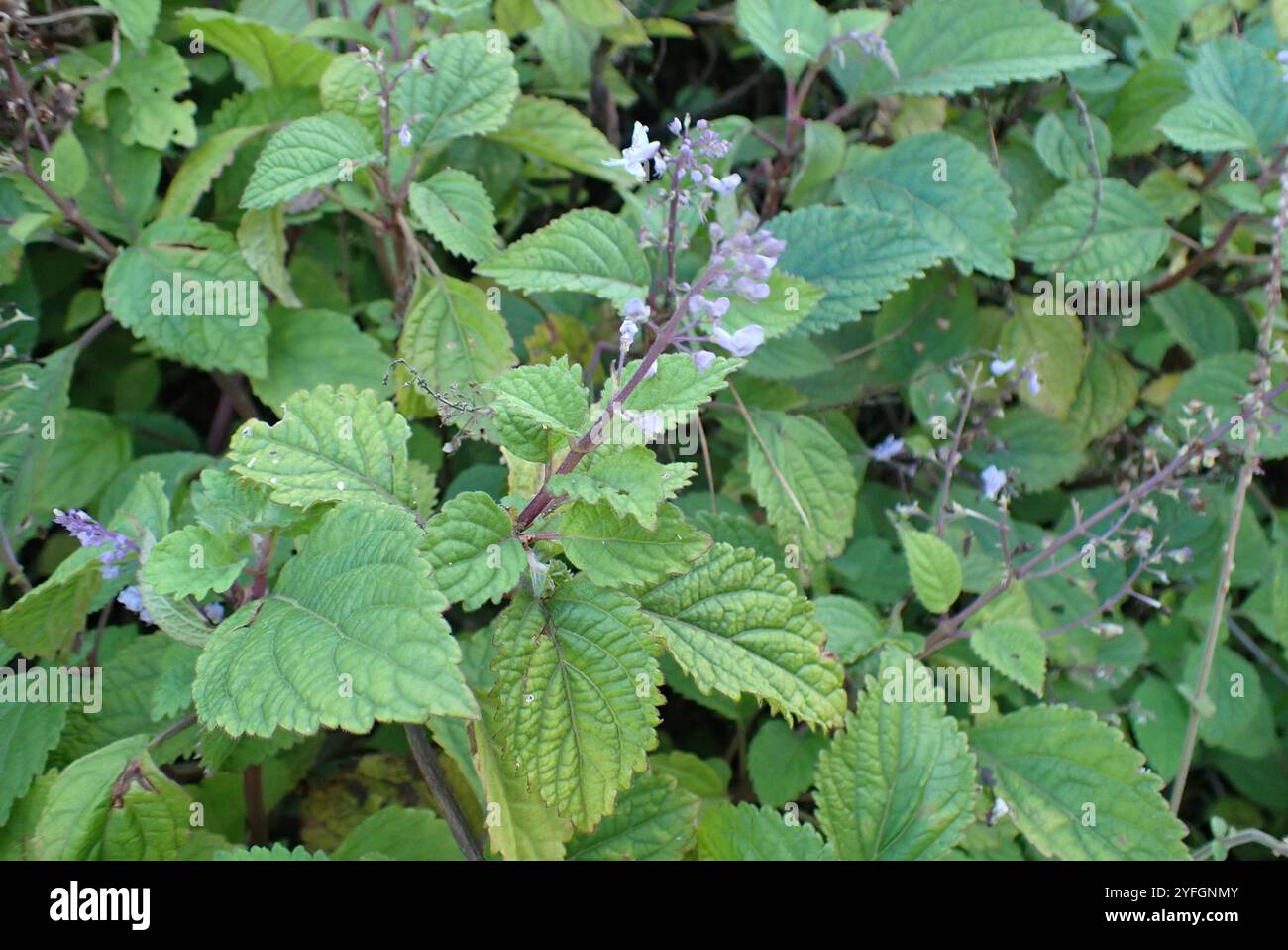 pink fly bush (Plectranthus fruticosus Stock Photo - Alamy
