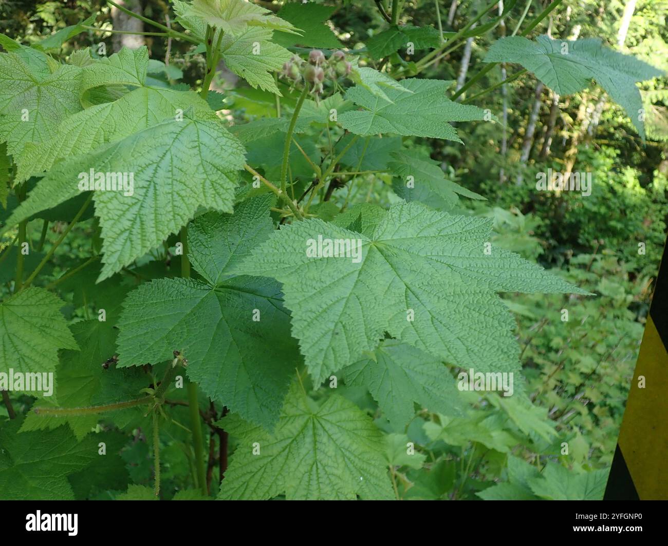 thimbleberry (Rubus parviflorus Stock Photo - Alamy
