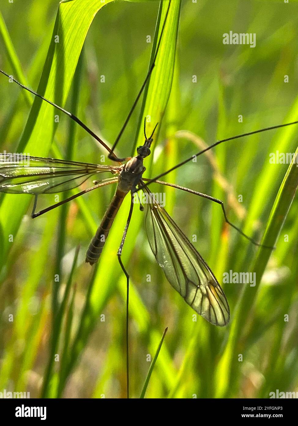 European Crane Fly (Tipula paludosa Stock Photo - Alamy