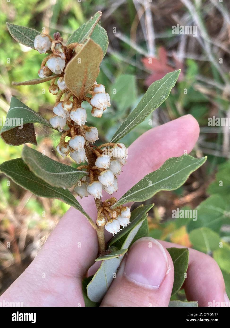 Lyonia fruticosa hi-res stock photography and images - Alamy