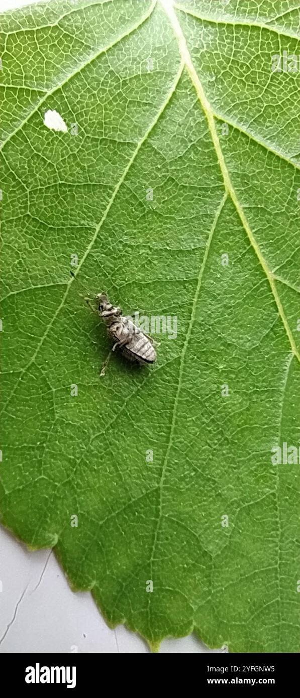 Common Leaf Weevil (Phyllobius pyri Stock Photo - Alamy