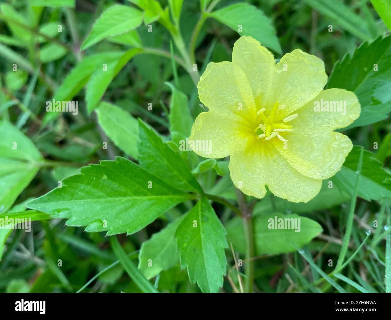 cutleaf evening primrose (Oenothera laciniata Stock Photo - Alamy