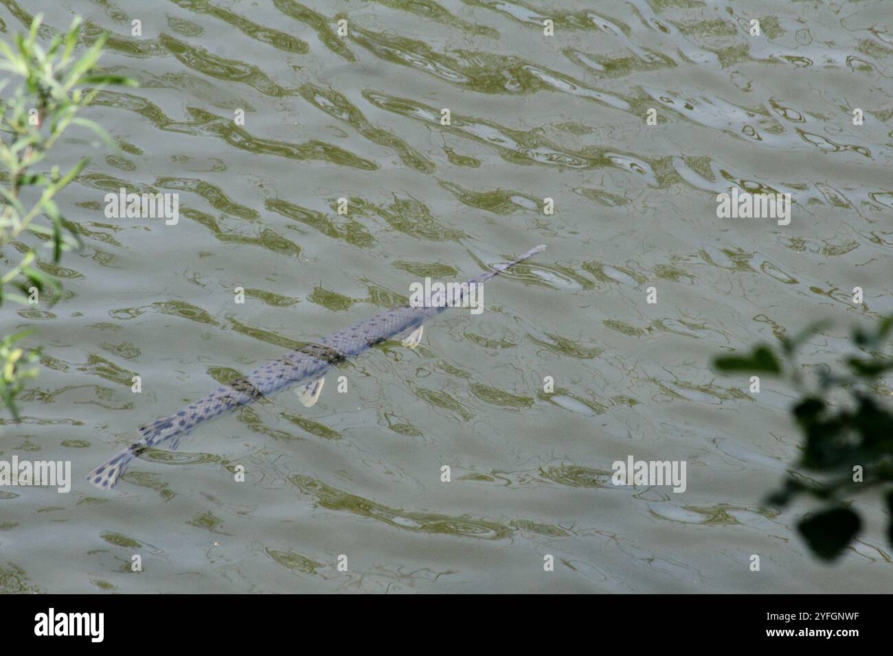 Longnose Gar (Lepisosteus osseus Stock Photo - Alamy