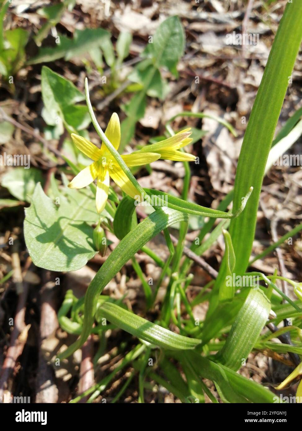 Granular gagea (Gagea granulosa Stock Photo - Alamy