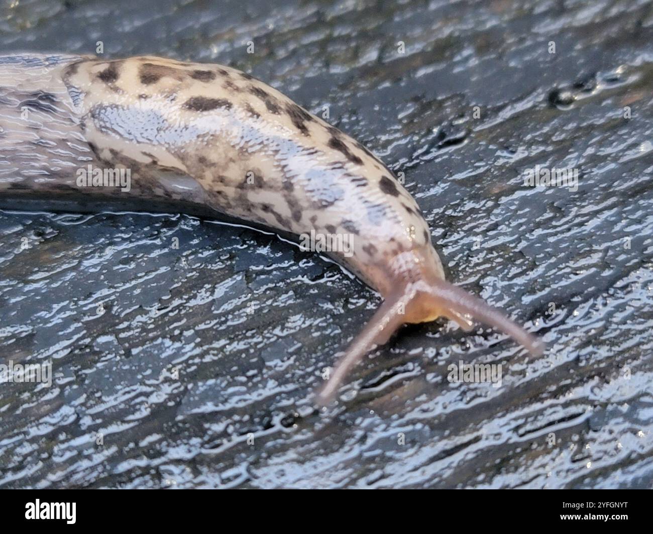 Leopard Slug (Limax maximus Stock Photo - Alamy