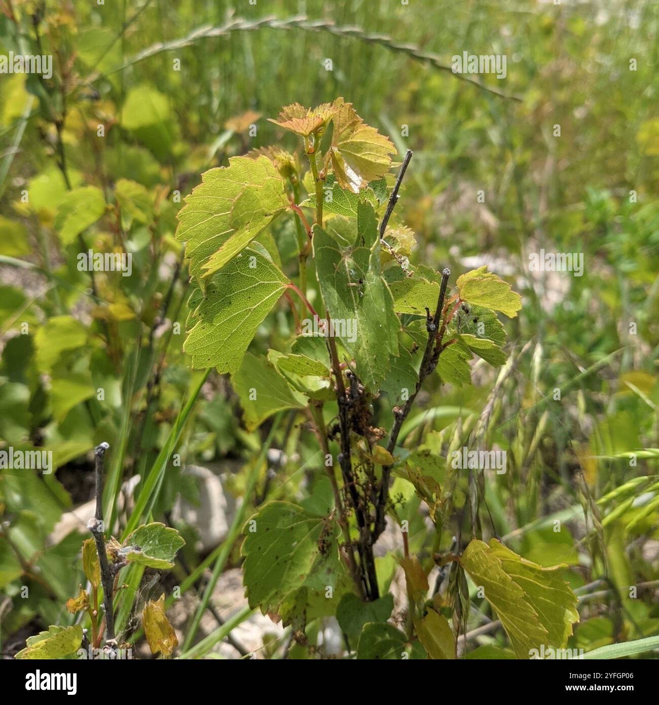 sand grape (Vitis rupestris Stock Photo - Alamy