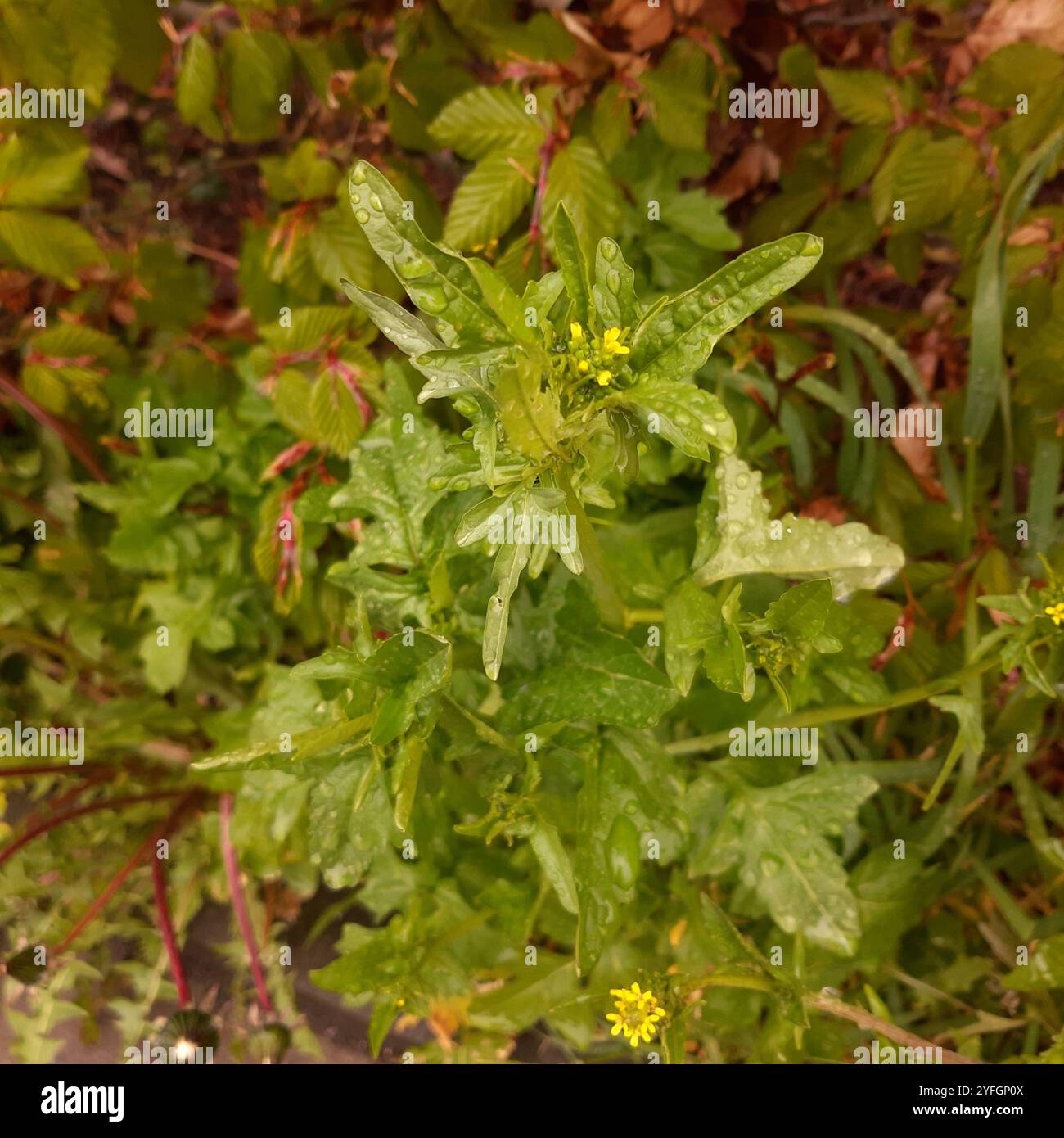 mustard family (Brassicaceae Stock Photo - Alamy