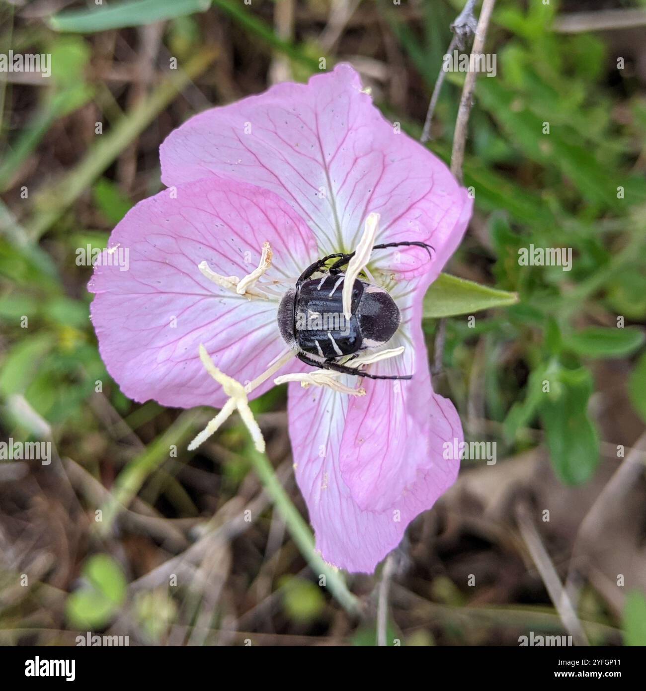 Texas Flower Scarab (Trichiotinus texanus Stock Photo - Alamy