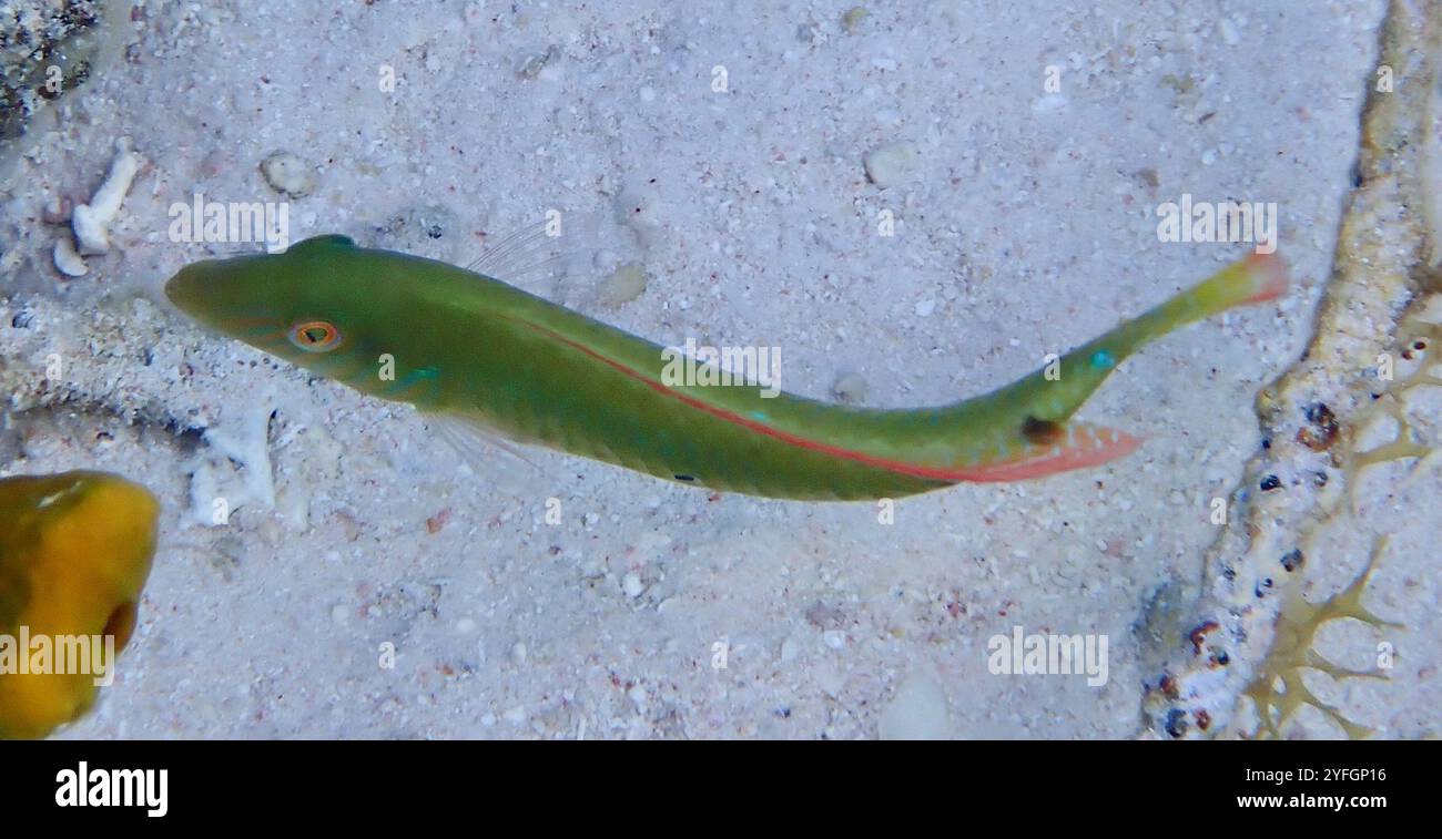 Green Razorfish (Xyrichtys splendens Stock Photo - Alamy