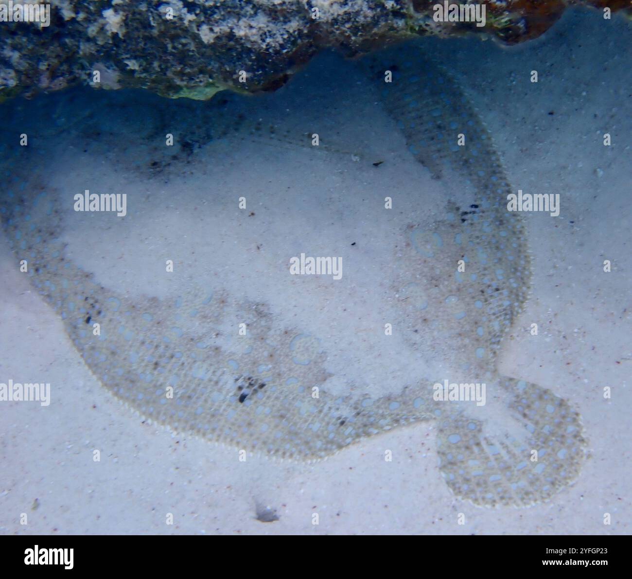 Atlantic Peacock Flounder (Bothus lunatus Stock Photo - Alamy