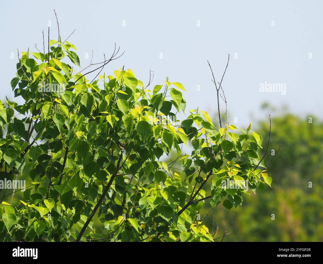 Chinese Tallow (Triadica sebifera Stock Photo - Alamy