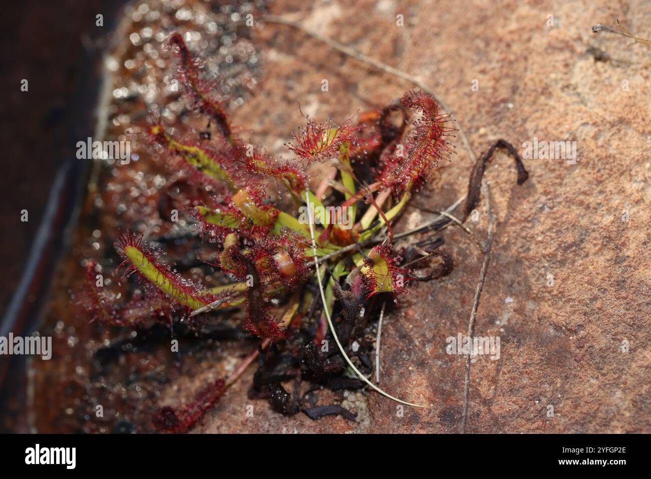 Cape Sundew (Drosera capensis Stock Photo - Alamy
