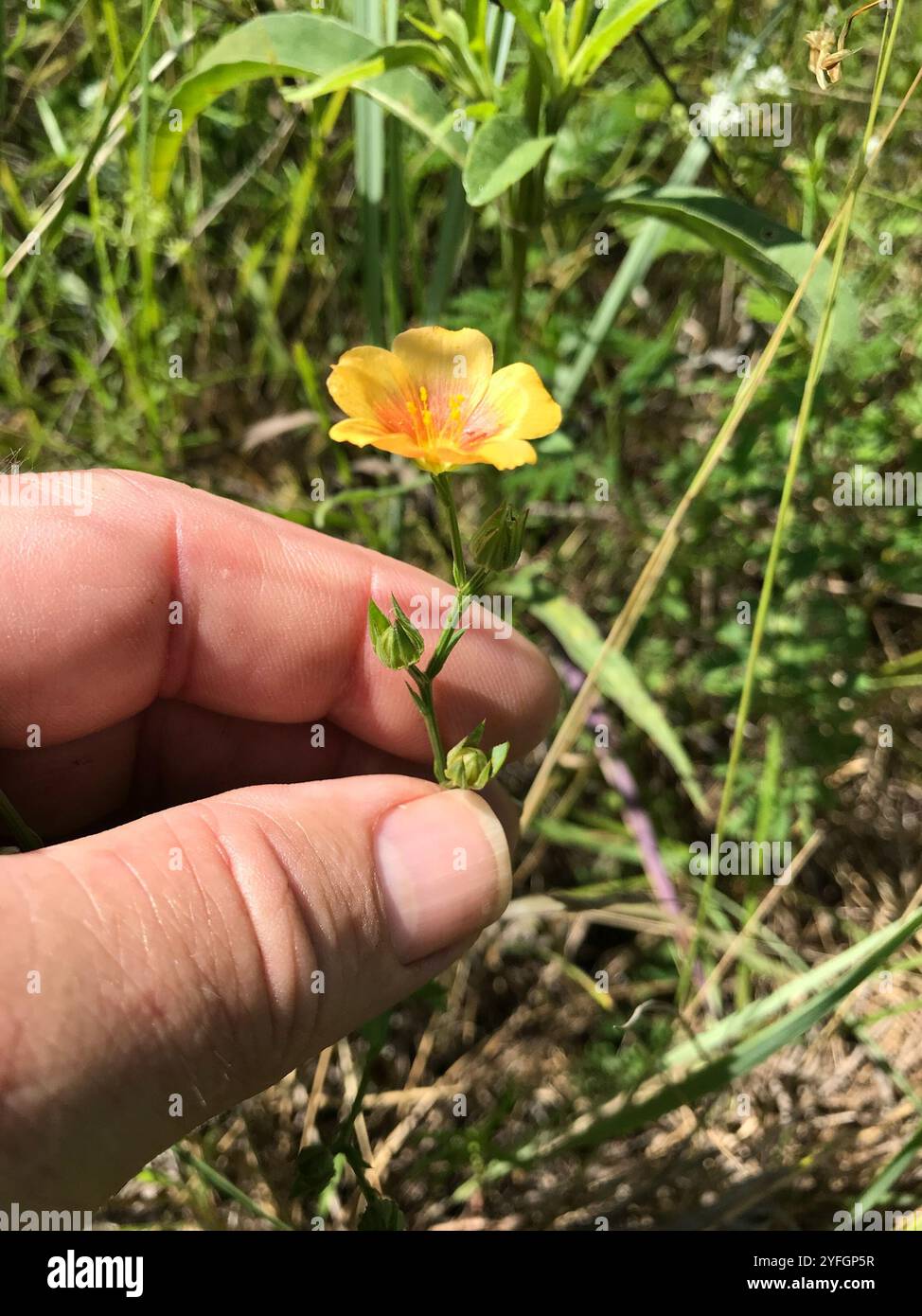 Yellow Flax (Linum rigidum Stock Photo - Alamy