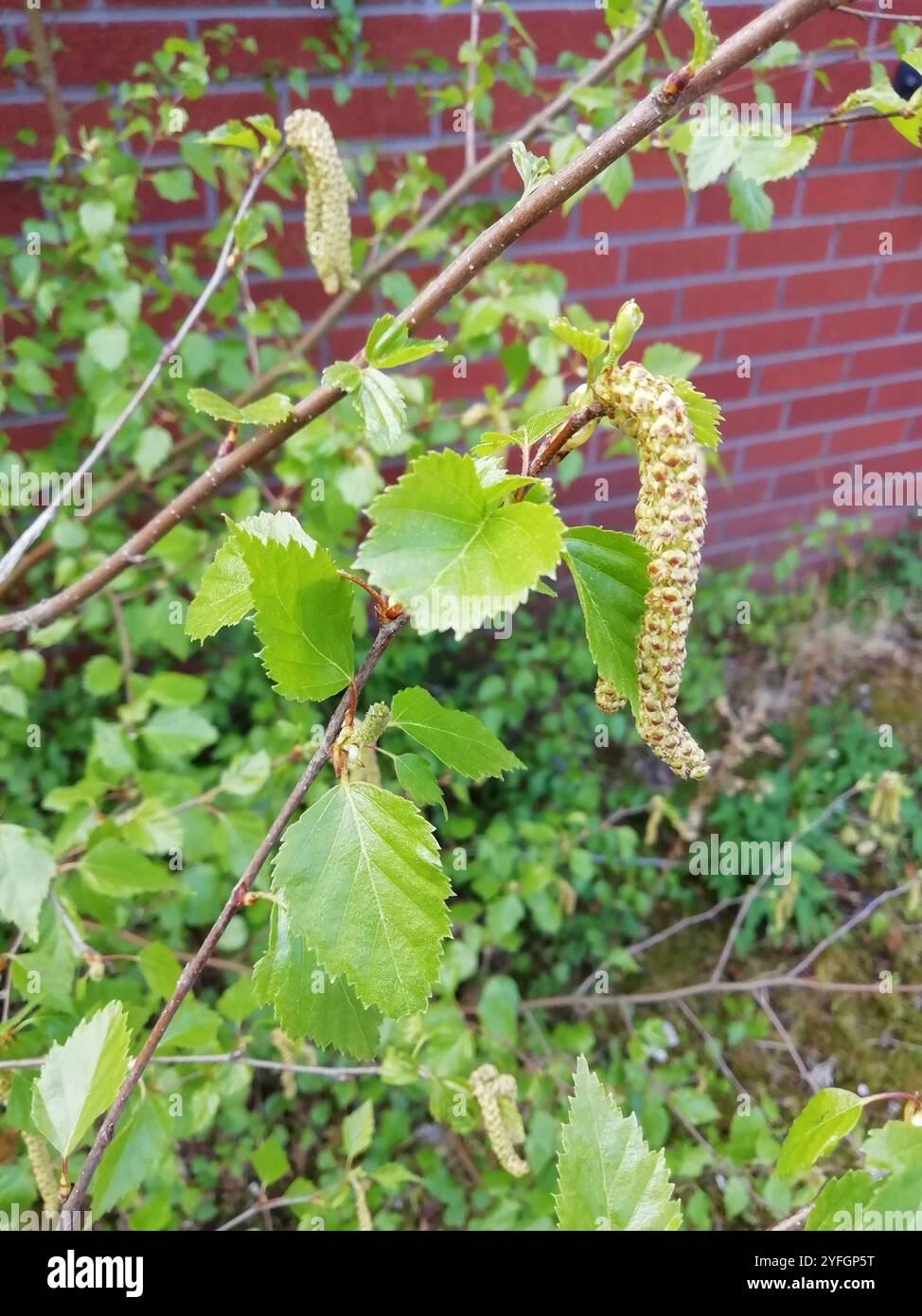 Downy Birch (Betula pubescens Stock Photo - Alamy
