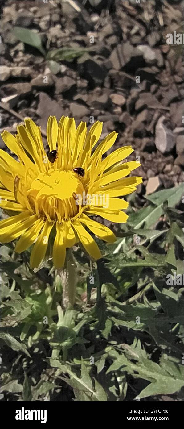 Phalacridae hi-res stock photography and images - Alamy