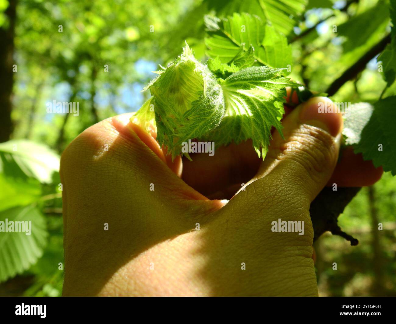 Winged and Once-winged Insects (Pterygota Stock Photo - Alamy