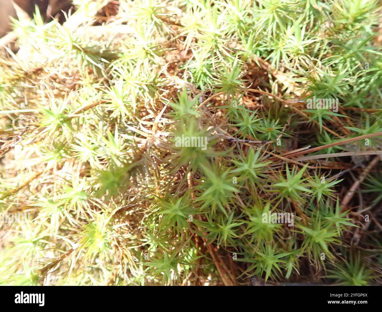 Common Haircap Moss (Polytrichum commune Stock Photo - Alamy