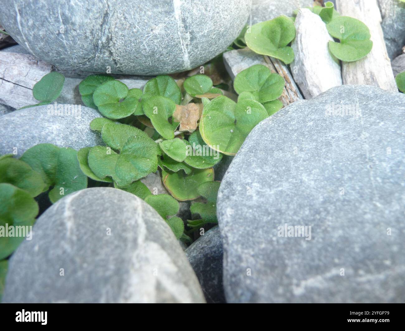 Dichondra repens hi-res stock photography and images - Alamy