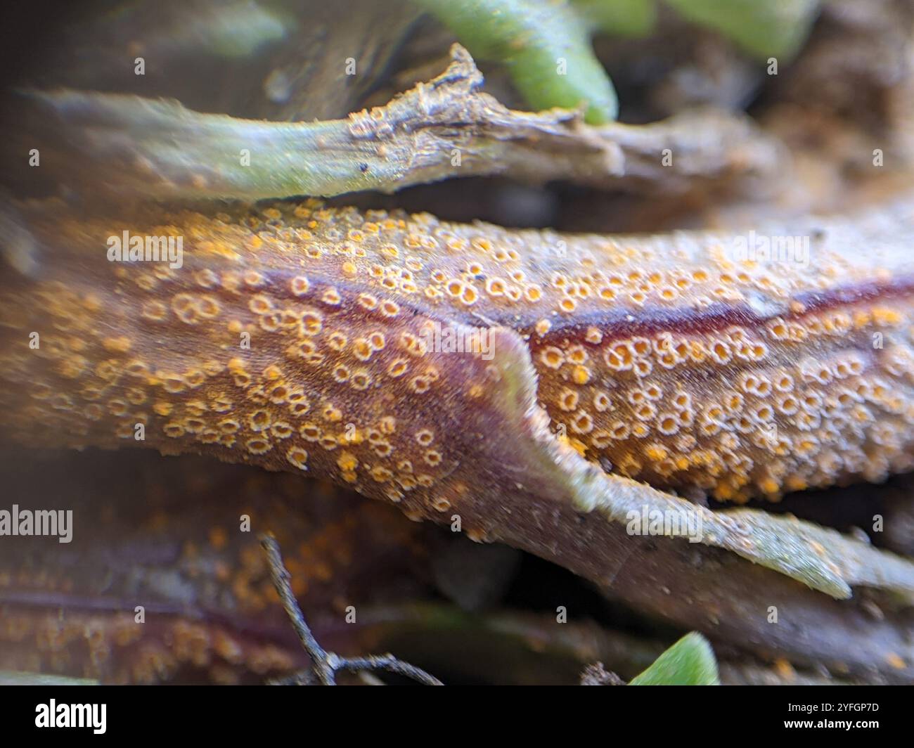 Groundsel crown rust (Puccinia lagenophorae Stock Photo - Alamy
