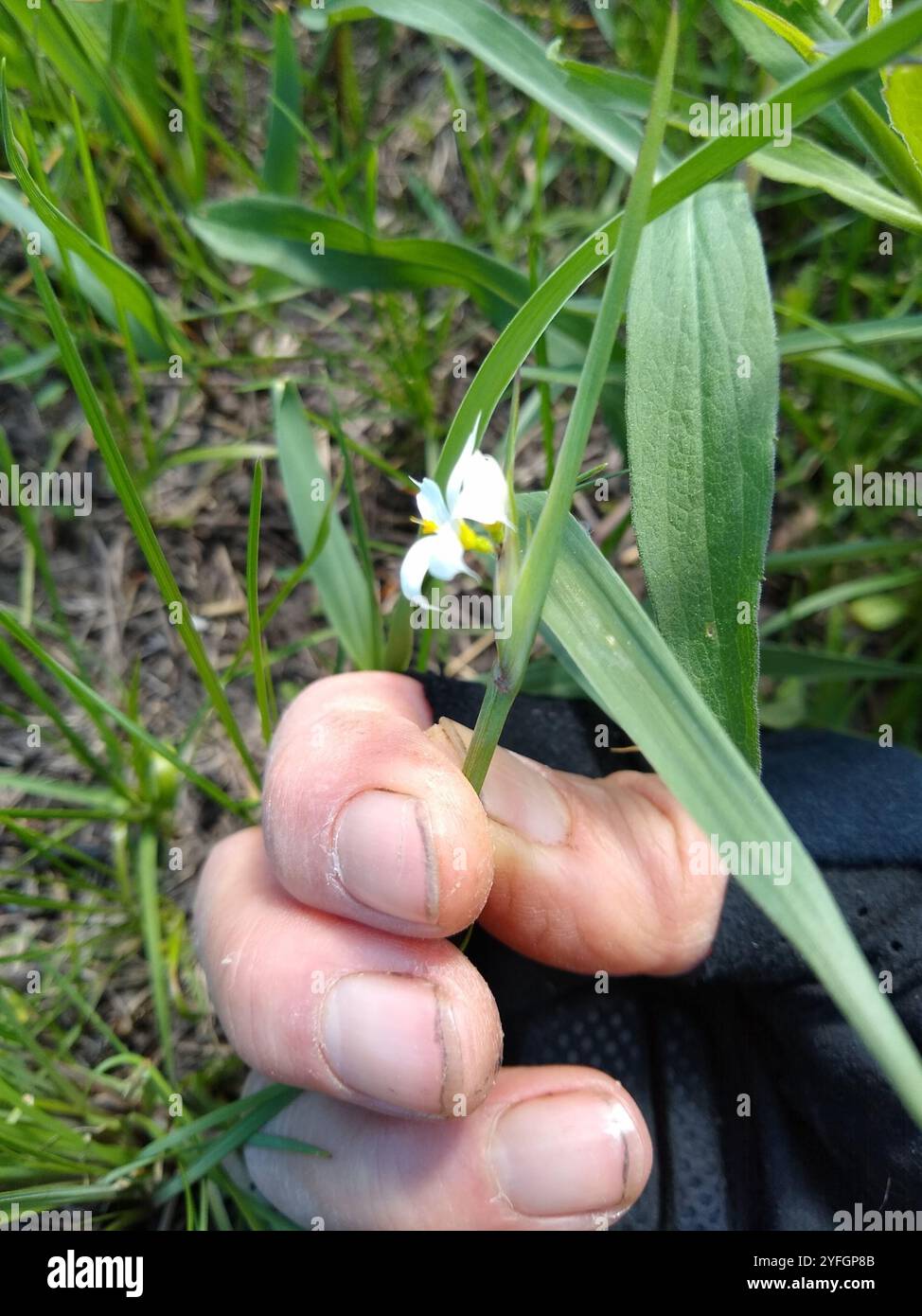 prairie blue-eyed grass (Sisyrinchium campestre Stock Photo - Alamy