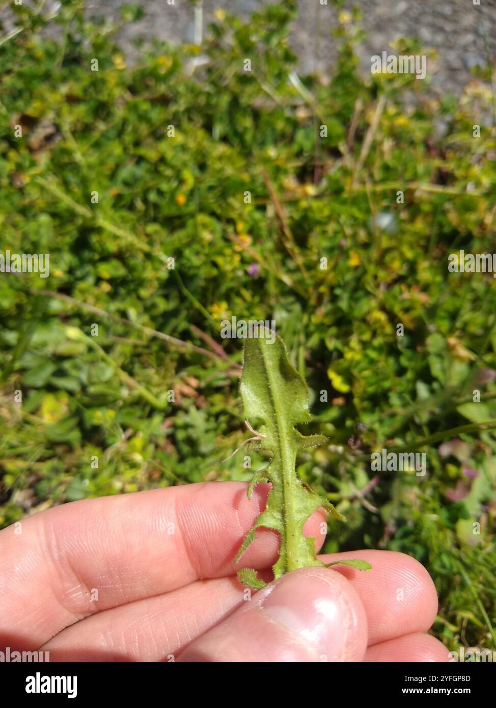 Common Cat's-ear (Hypochaeris radicata Stock Photo - Alamy