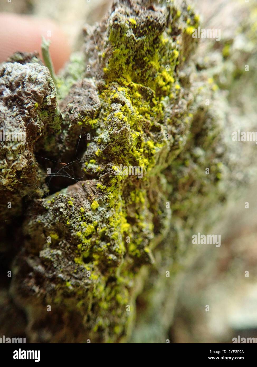 Chrysothrix candelaris hi-res stock photography and images - Alamy