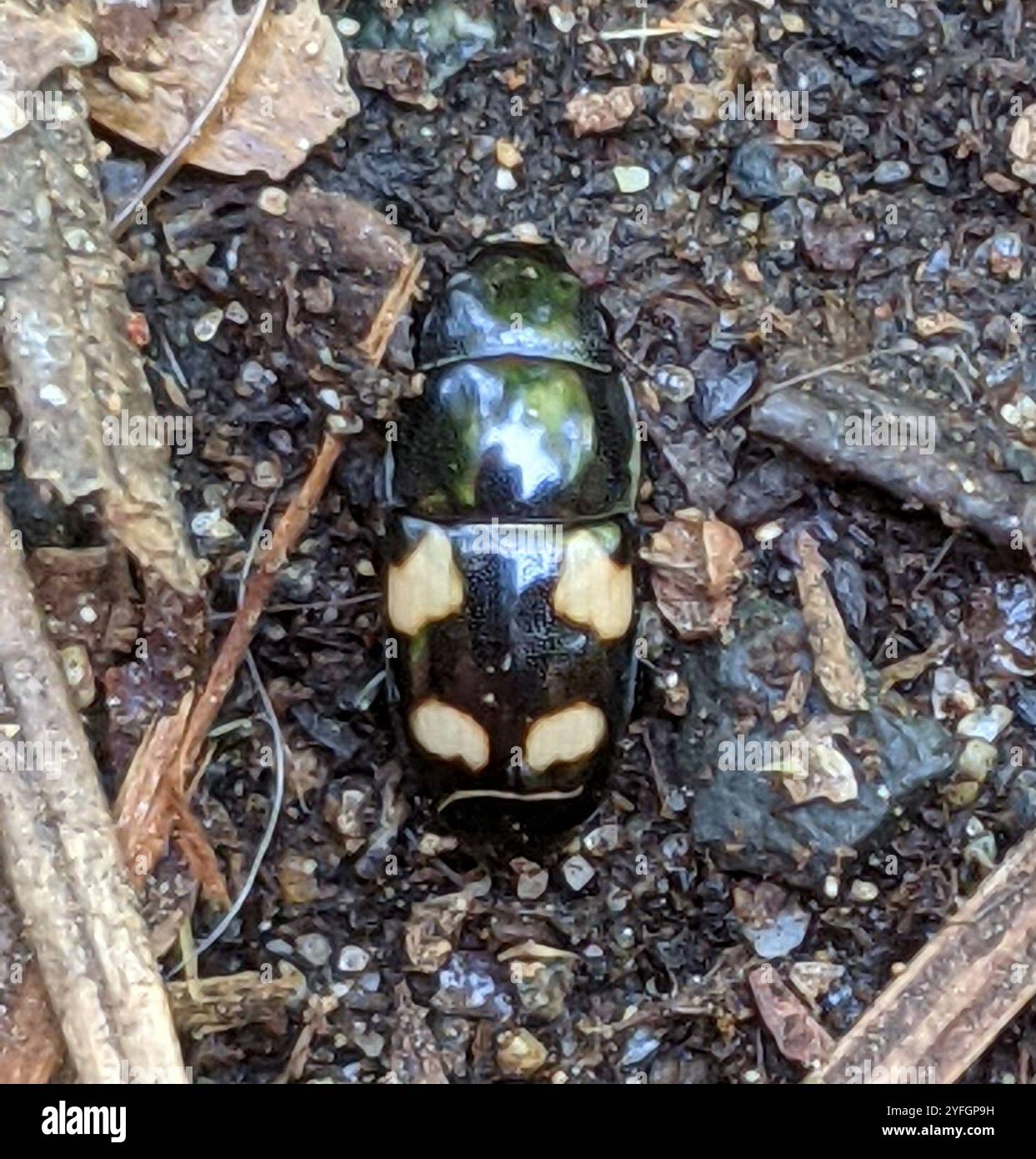 Four-spotted Sap Beetle (Glischrochilus quadrisignatus Stock Photo - Alamy