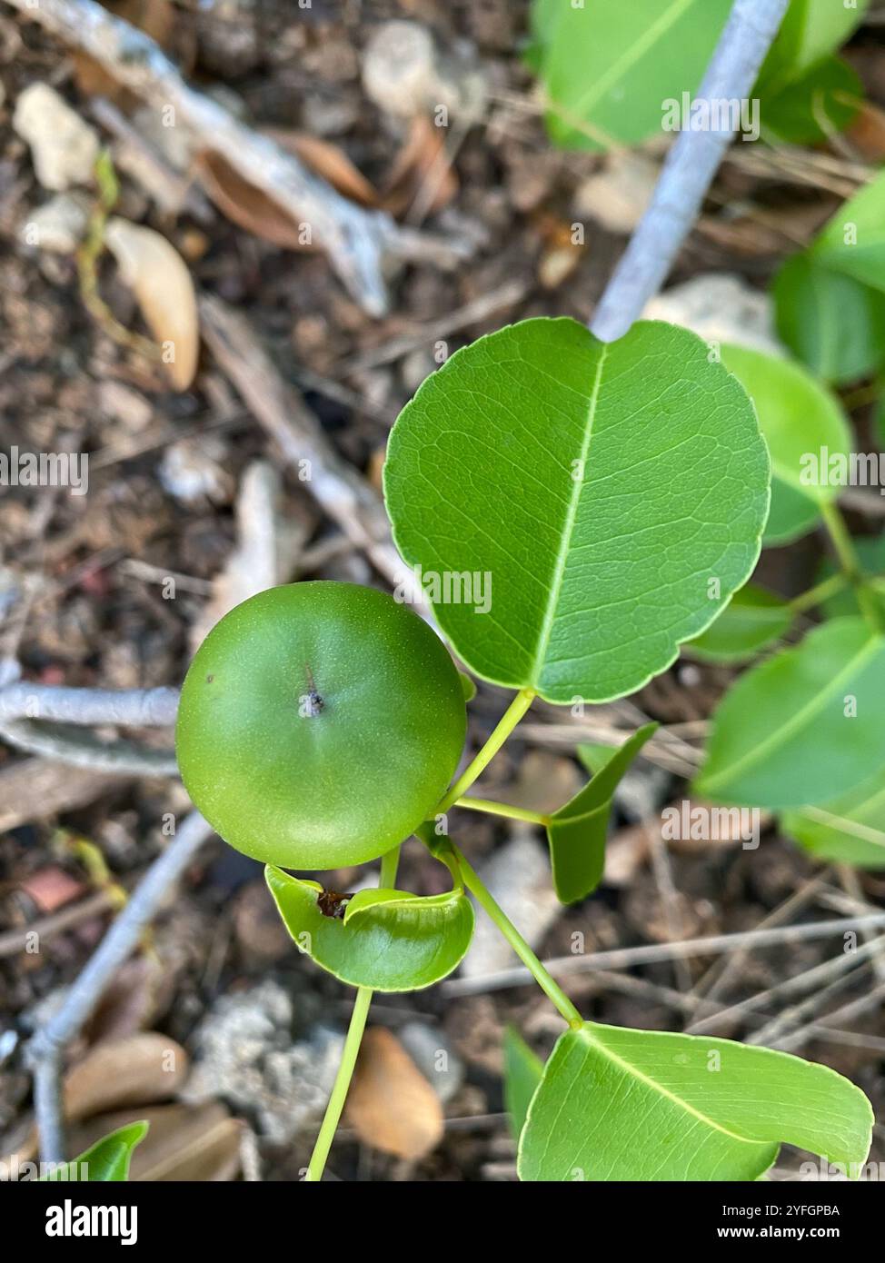 Manchineel (Hippomane mancinella Stock Photo - Alamy