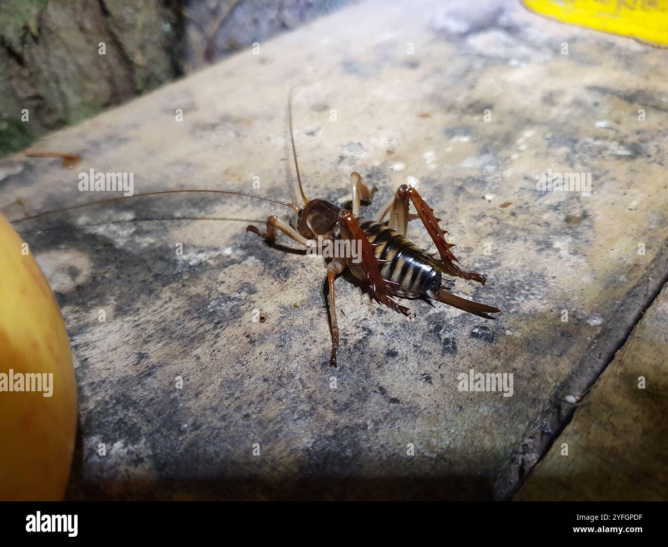 Wellington Tree Wētā (Hemideina crassidens Stock Photo - Alamy