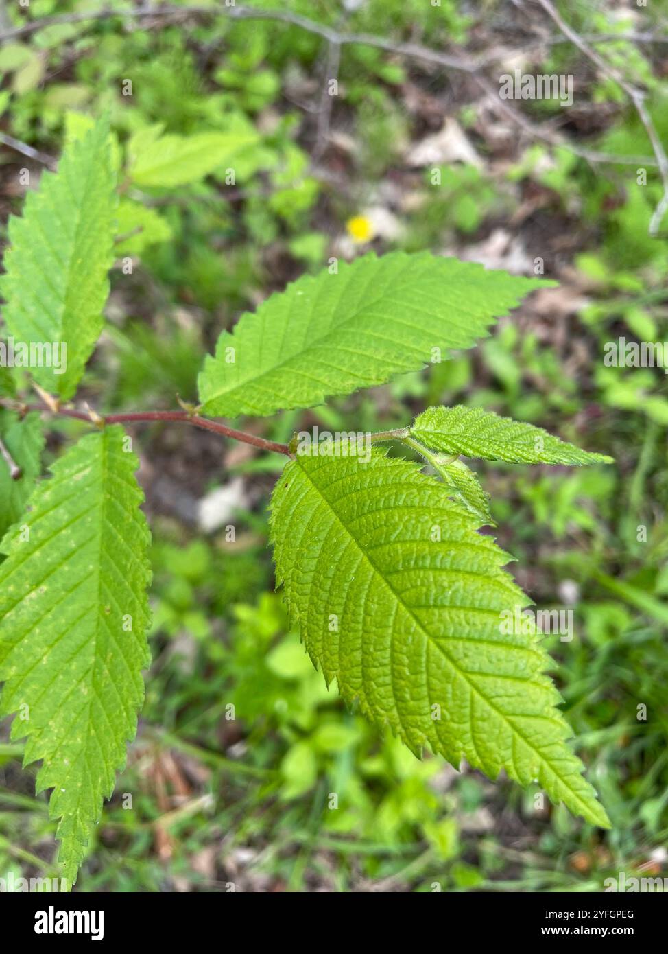 American elm (Ulmus americana Stock Photo - Alamy