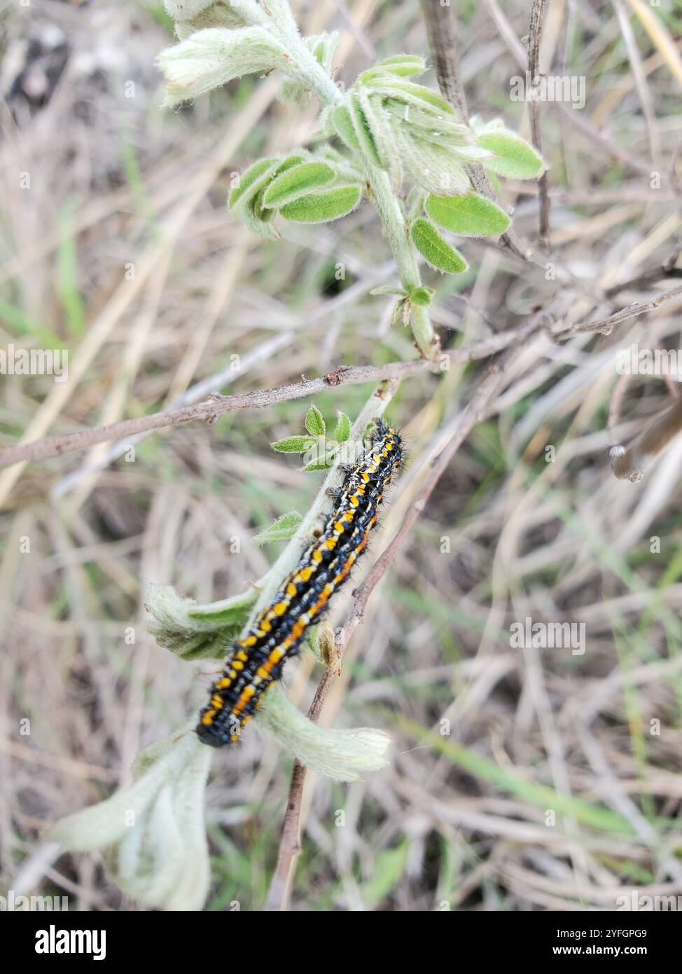 Reversed Haploa Moth (Haploa reversa Stock Photo - Alamy