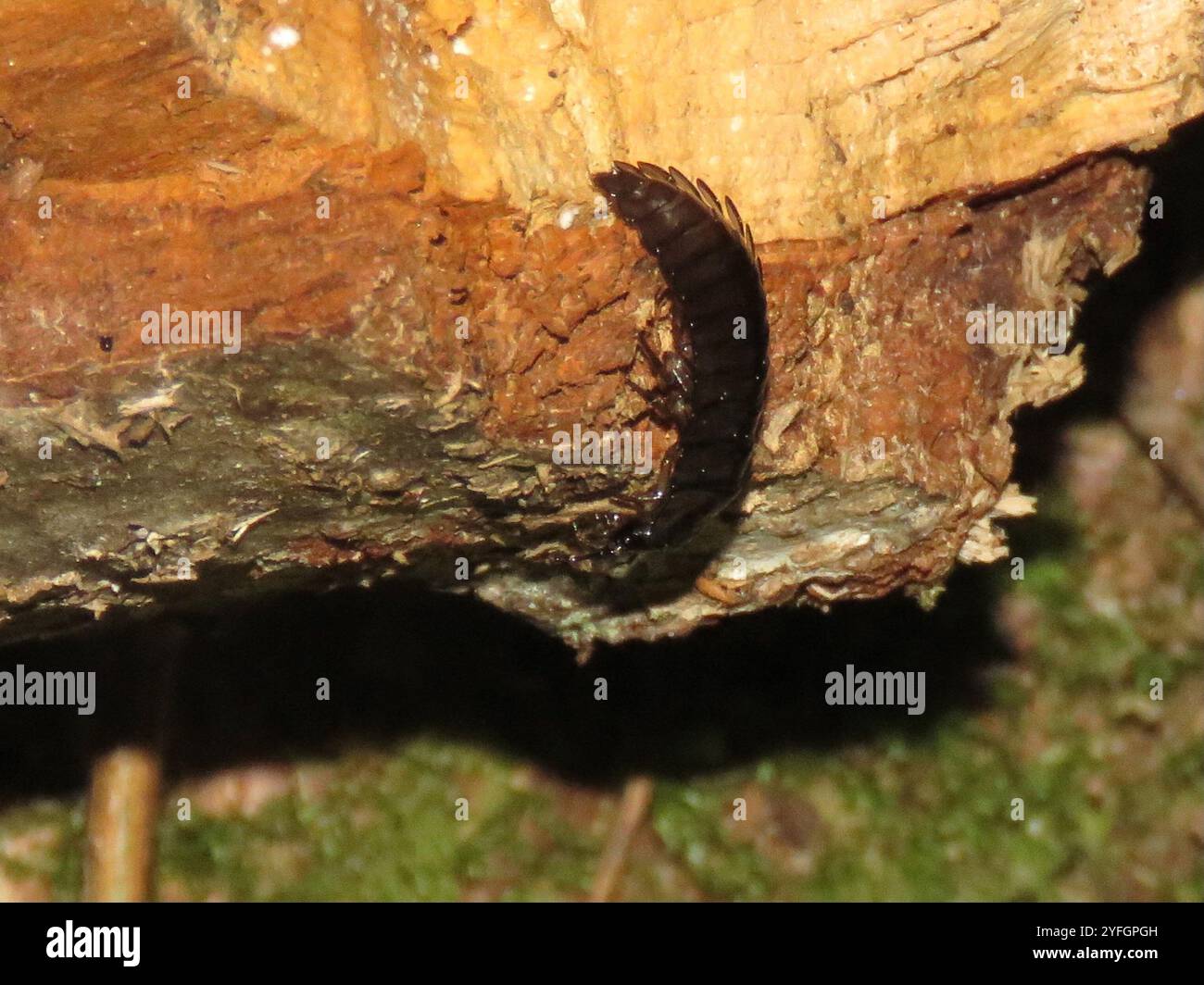 Water, Rove, Scarab, Long-horned, Leaf, and Snout Beetles (Polyphaga ...