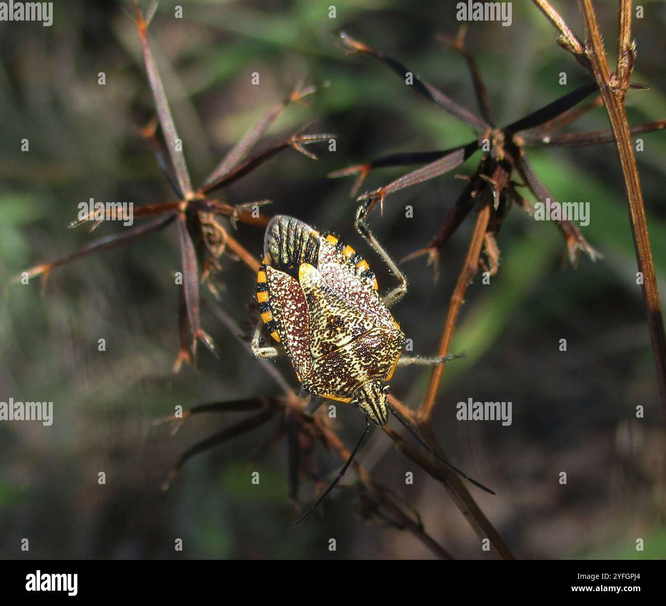 Sunflower Seed Bug (Agonoscelis versicoloratus Stock Photo - Alamy