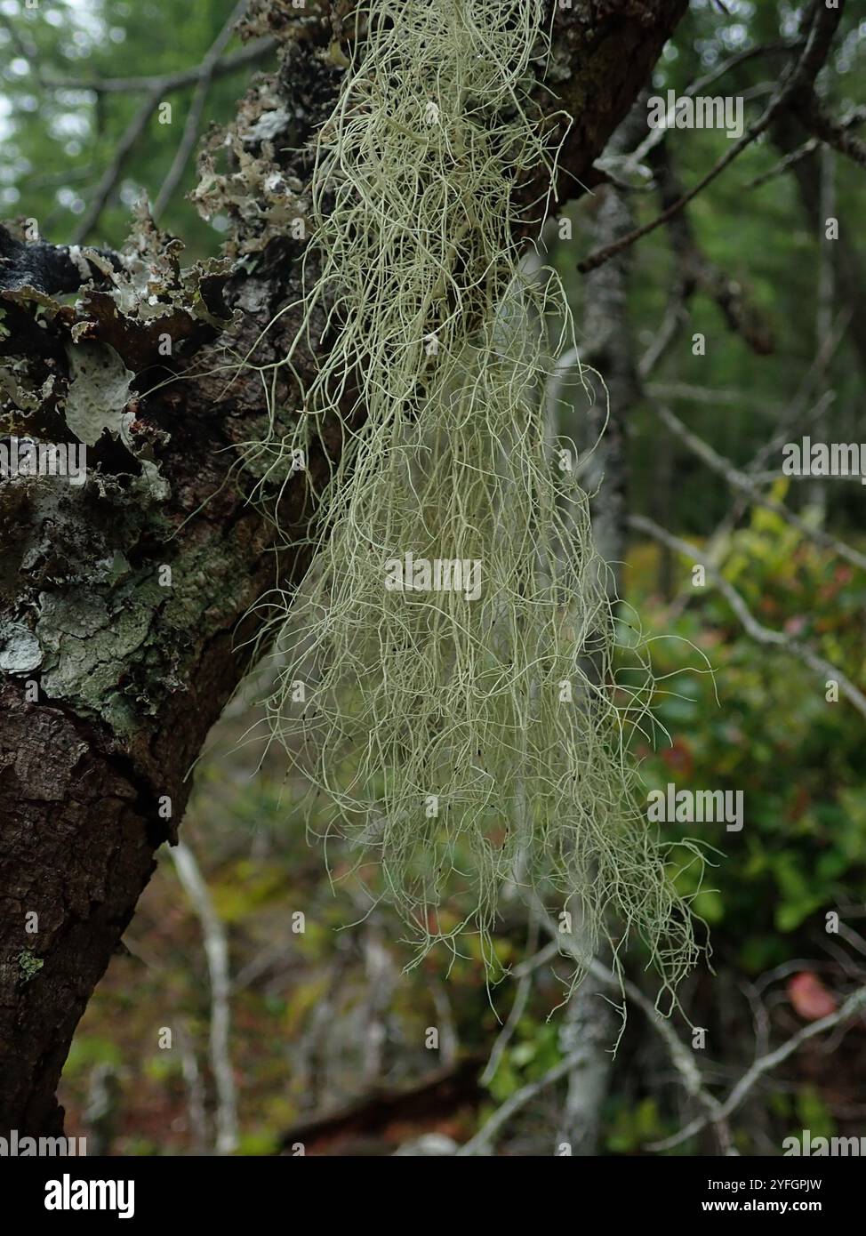 Fishbone beard hi-res stock photography and images - Alamy