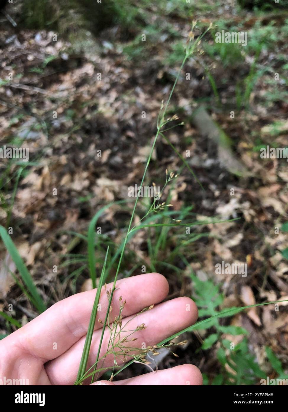 mingled beaksedge (Rhynchospora mixta Stock Photo - Alamy