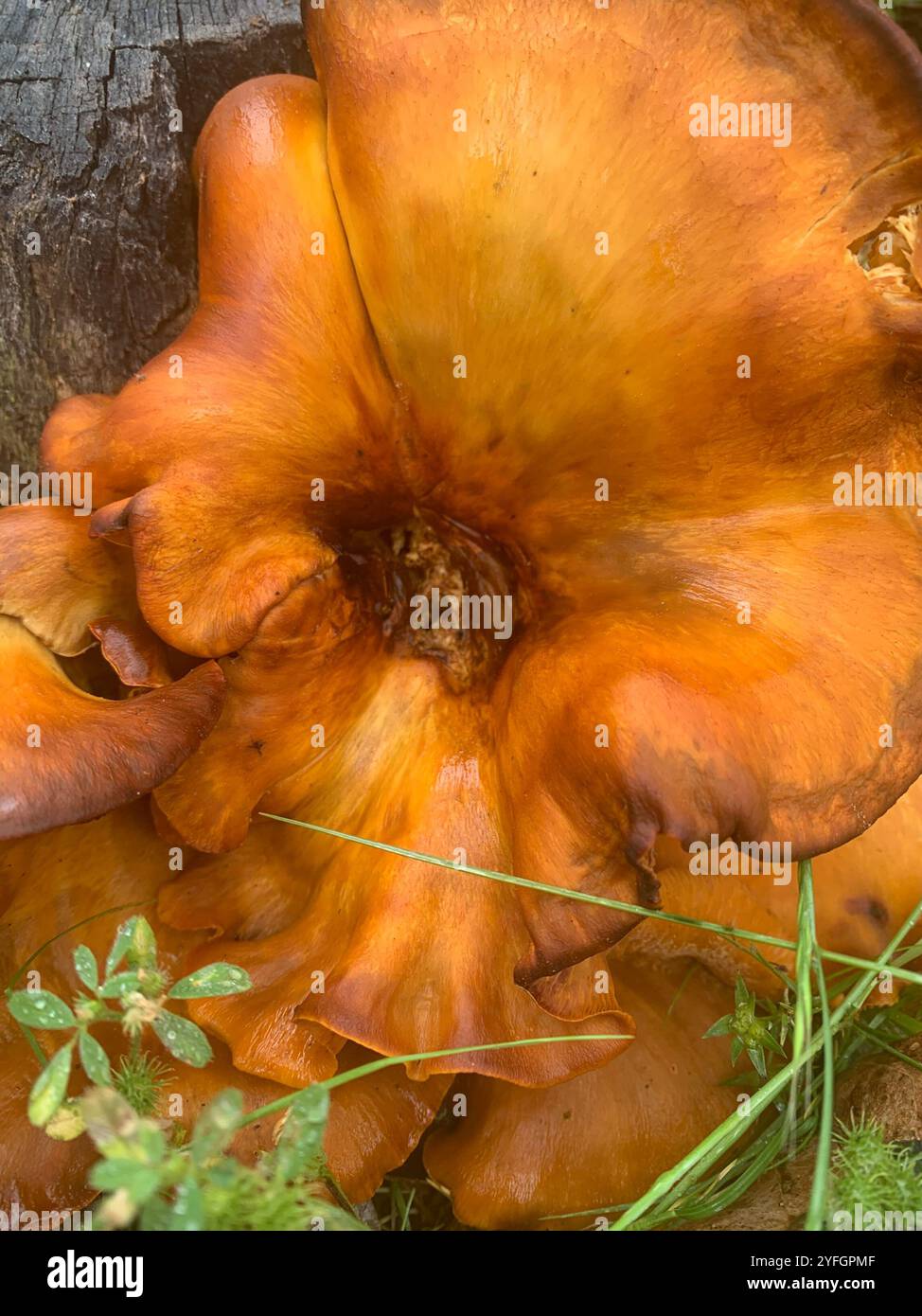 southern jack-o'-lantern (Omphalotus subilludens Stock Photo - Alamy