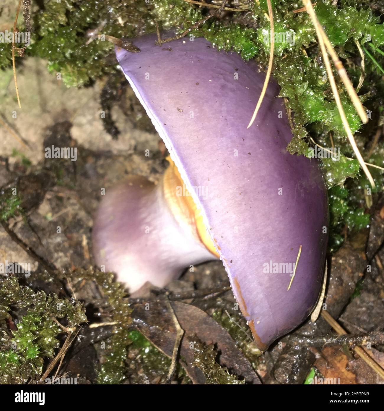 Emperor Cortinar (Cortinarius archeri Stock Photo - Alamy