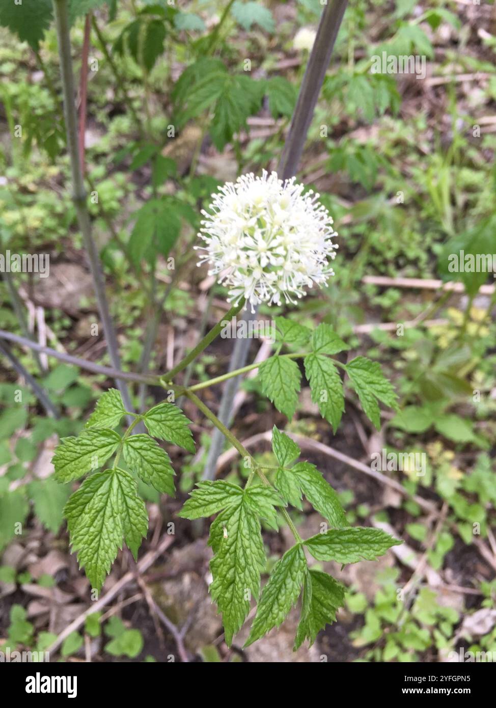 baneberries and cohoshes (Actaea Stock Photo - Alamy