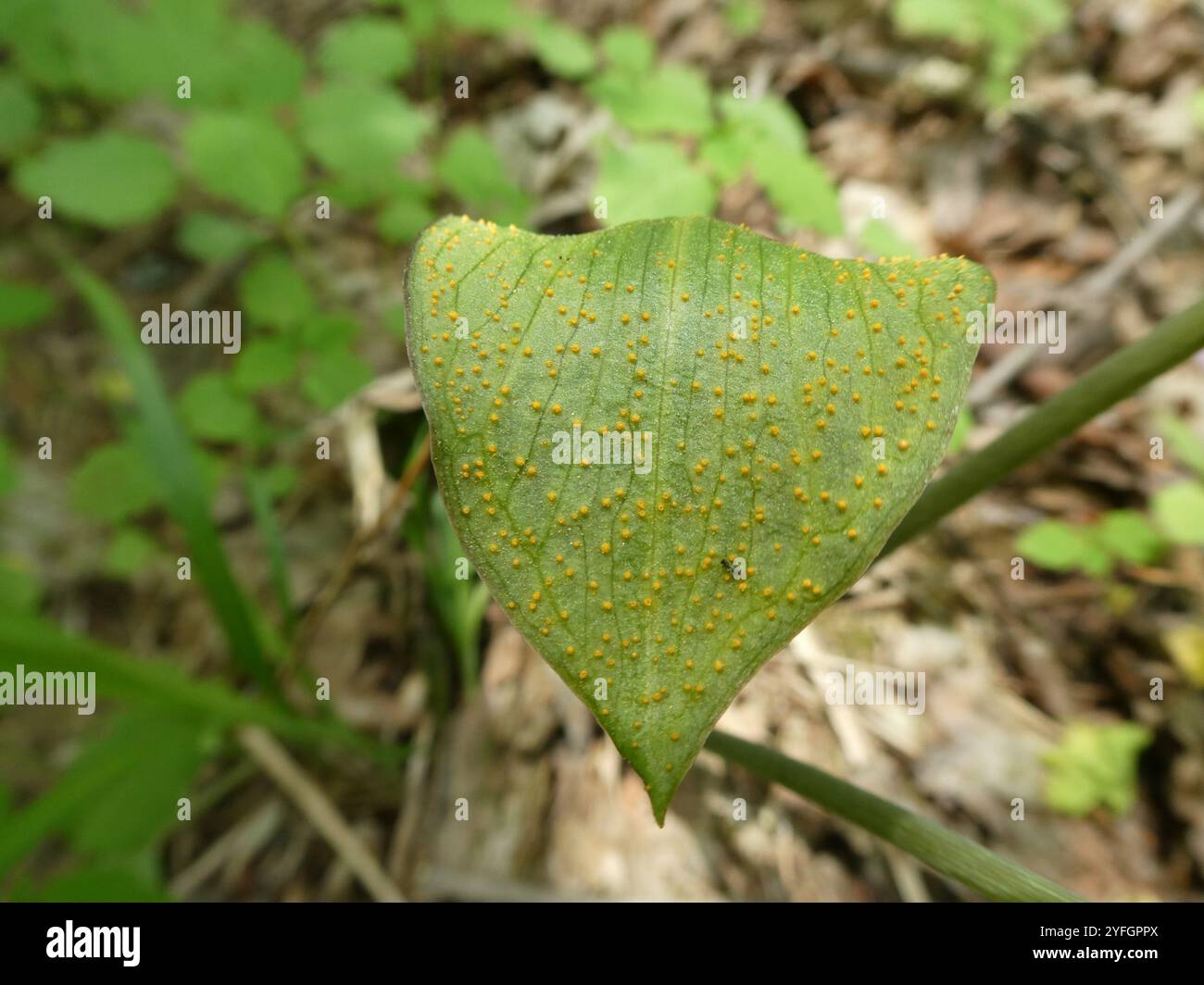 Jack-in-the-Pulpit Rust (Uromyces ari-triphylli Stock Photo - Alamy