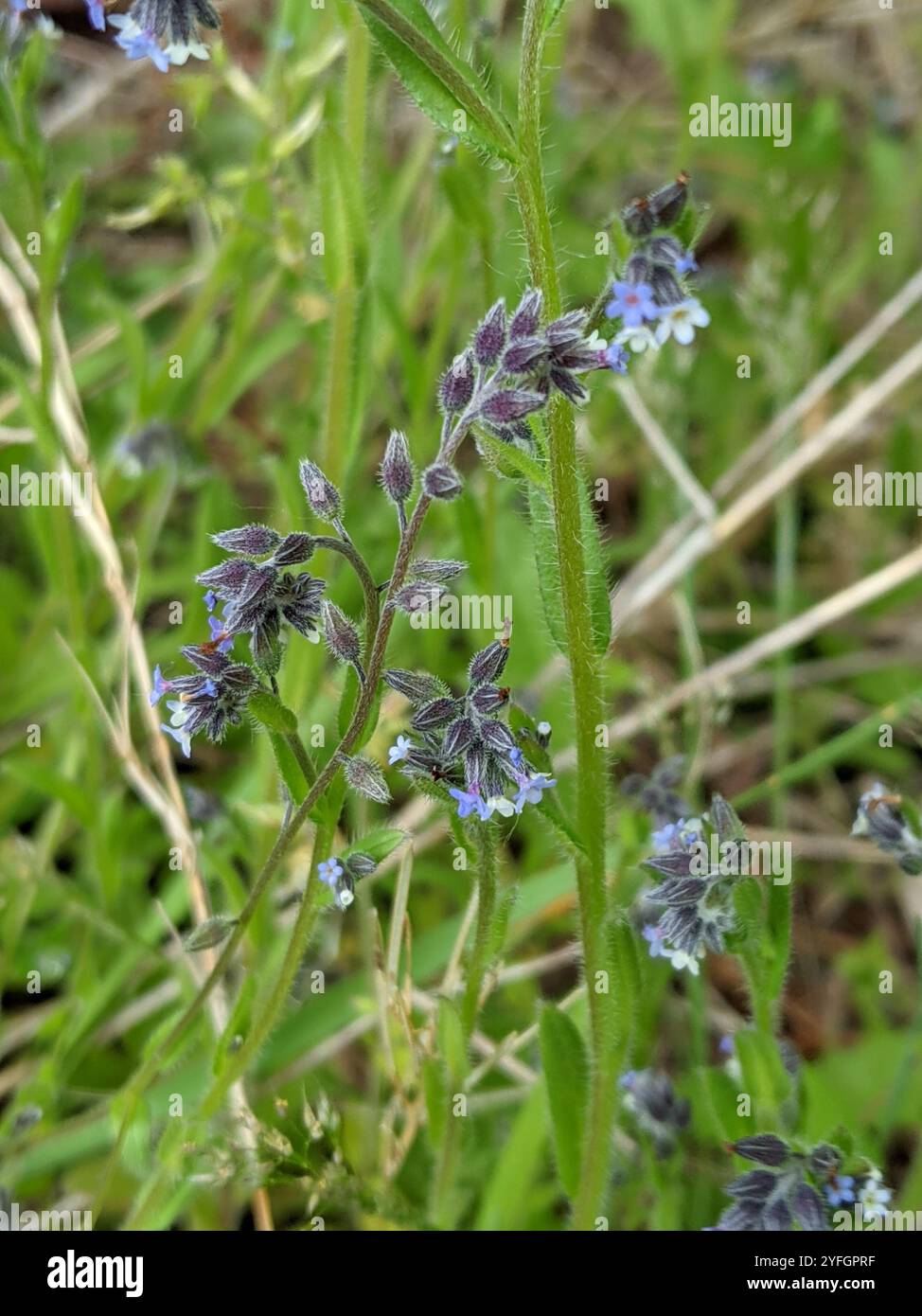 Changing Forget-me-not (Myosotis discolor Stock Photo - Alamy