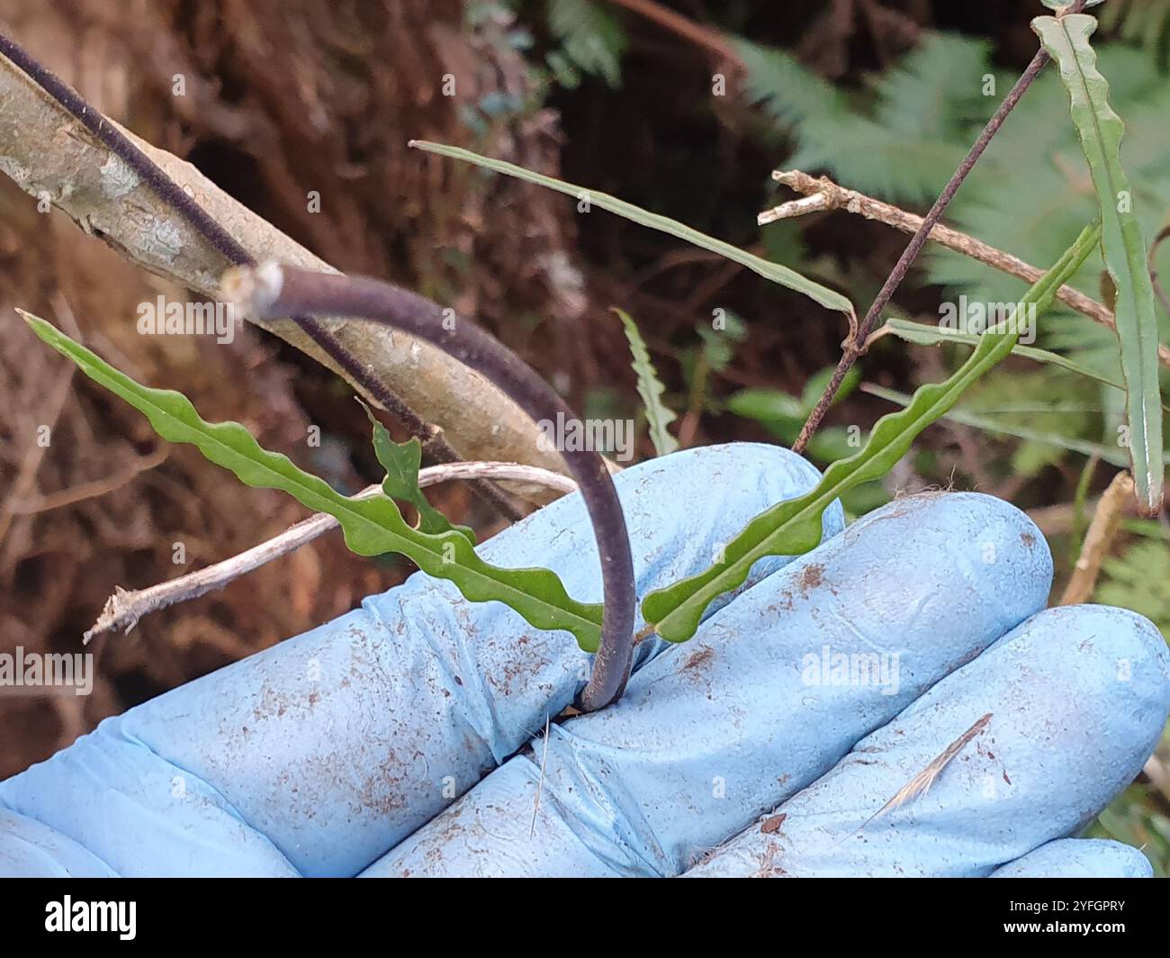 New Zealand jasmine (Parsonsia capsularis Stock Photo - Alamy
