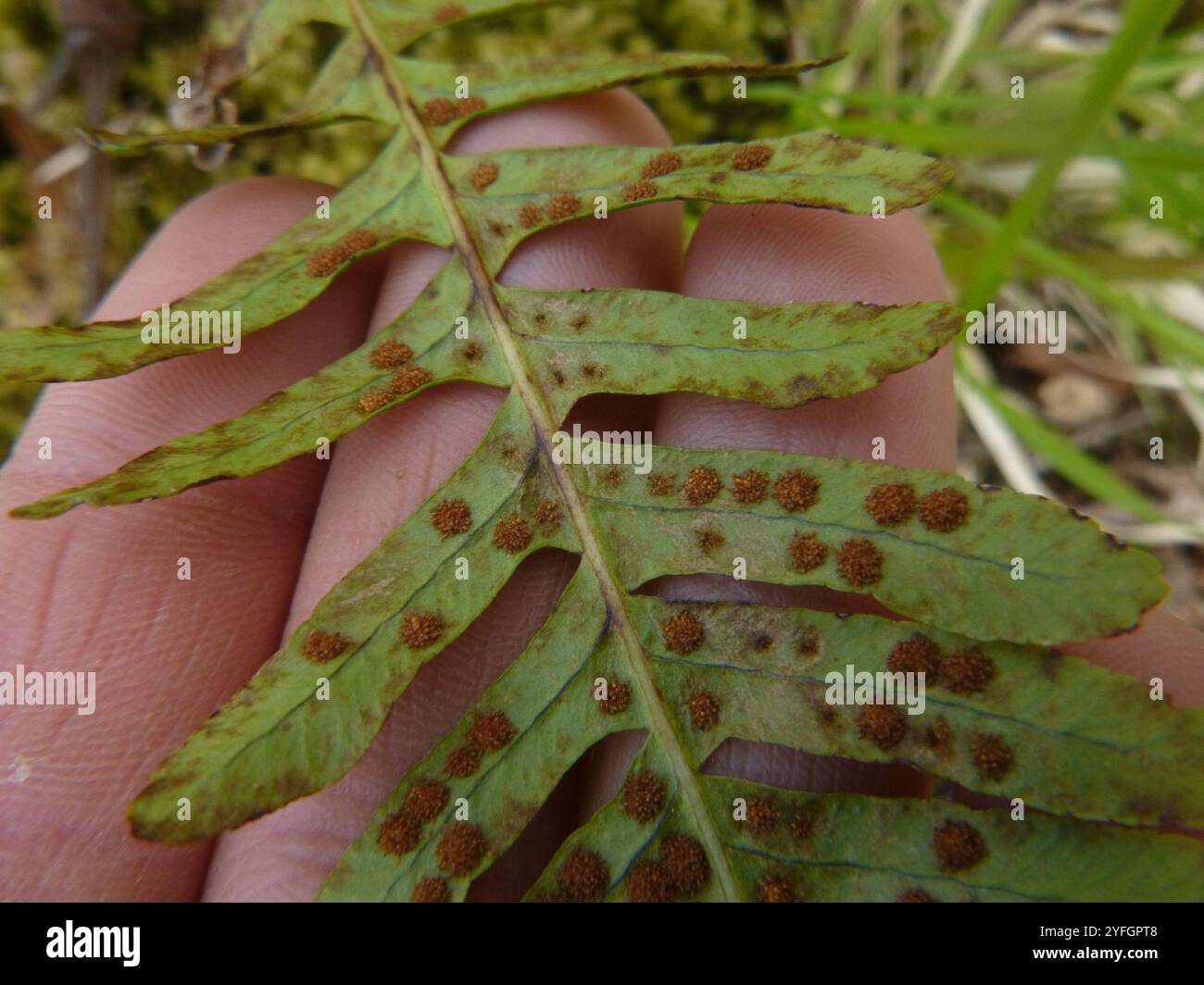 common polypody (Polypodium vulgare Stock Photo - Alamy