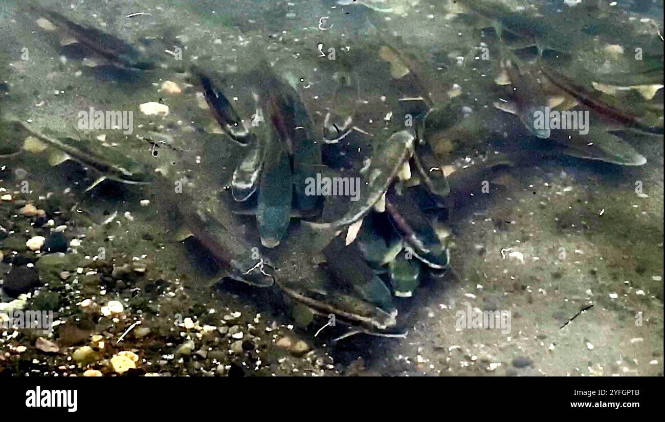 Catostomus catostomus hi-res stock photography and images - Alamy